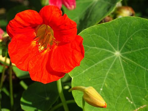 식용 꽃 한련 먹을 수 있는 Pixabay의 무료 사진 Pixabay