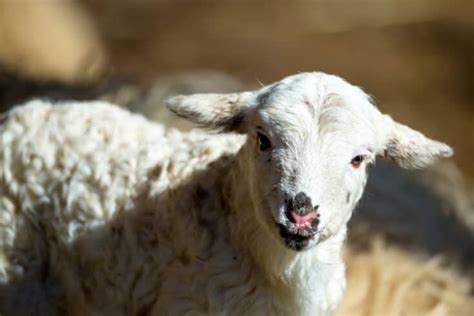 Lamb Vs Sheep What Is The Difference Between Lamb And Sheep
