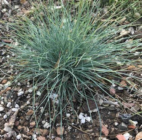 Blue Fescue Care Pruning For Festuca Glauca Best Mulch