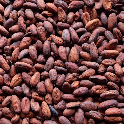 Cocoa Beans Export Shoots Up Slightly Citi Business News