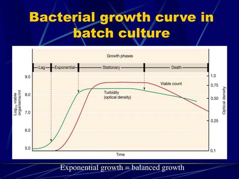 Ppt Bacterial Growth Powerpoint Presentation Free Download Id 605480