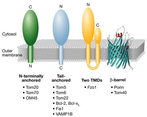 Finding The Right Organelle Targeting Signals In Mitochondrial Outer‐membrane Proteins Embo