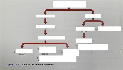 quiz 1 cells of immune response diagram quizlet