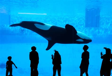 Canada Passes Bill To Protect Whales And Dolphins From The Cruelty Of Captivity
