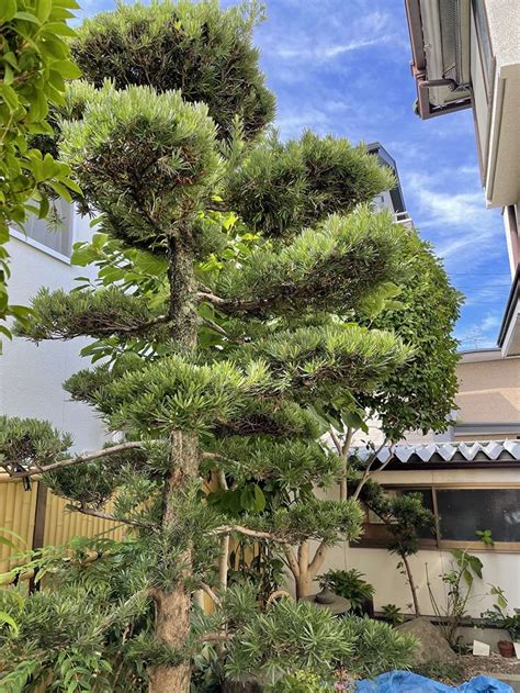 「本日の作業」庭木の剪定 消毒 福岡市 植木屋 庭 ブログ 福岡市で植木屋を営み庭の手入れ・増田庭創