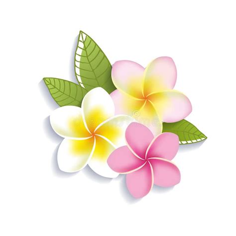 Plumeria Clip Art Clipart Plumeria Flower Decoration Icon Shadow Stock
