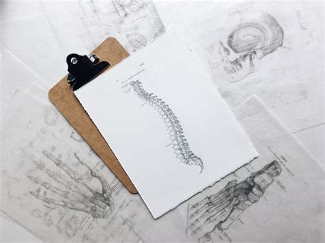 Anatomía definición significado concepto que es de que trata etimología origen de la palabra