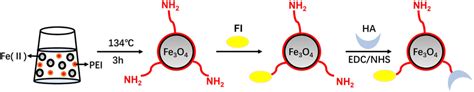 schematic representation of the synthesis of fe3o4 pei fi ha nps