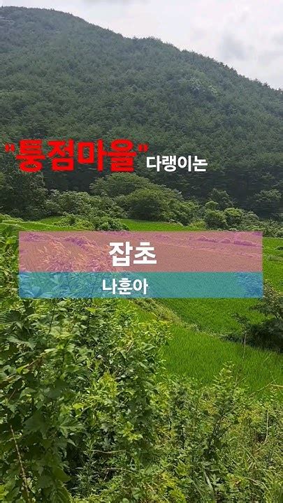 잡초 나훈아 트로트 트롯 Youtube