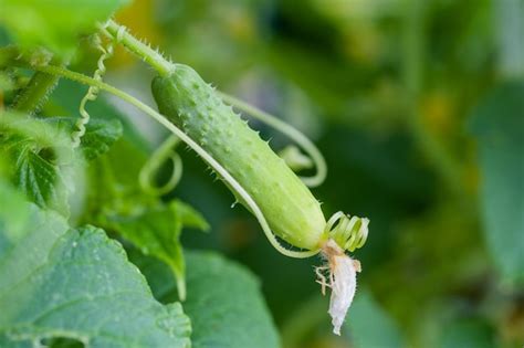 Premium Photo Cucumber In A Greenhouse In Spring