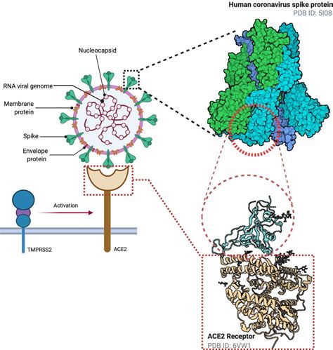 Molecules In Pathogenesis Angiotensin Converting Enzyme 2 Ace2