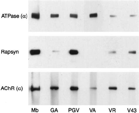 Western Blot Detection Of Rapsyn Achr And Na K Atpase In Exocytic Download Scientific Diagram