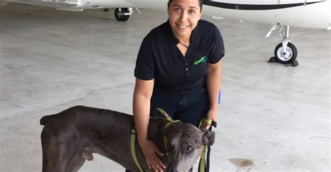 Dogs Rescued From Puerto Rico Looking For Homes Wnyc