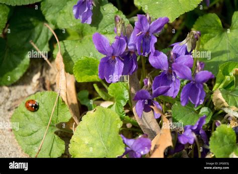 Spring Ladybug Leaf Sweet Violet Viola Odorata Ladybug On Plant