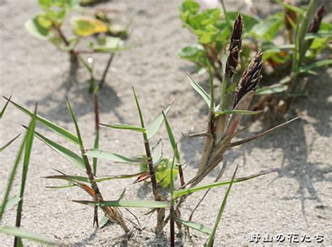 オニシバ 野山の花たち 東北と関東甲信越の花