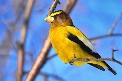 Evening Grosbeak Bird Identification Habits Facts Nesting Bird