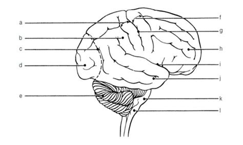 Brain Cranial Nerves Assignments Flashcards Quizlet