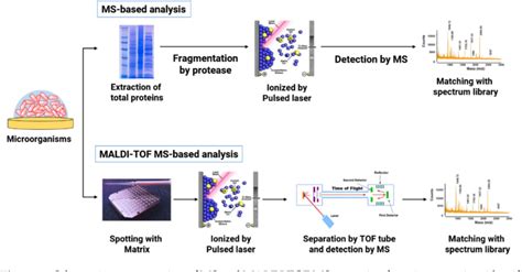 Figure 1 From Current Scenario And Challenges In The Direct Identification Of Microorganisms