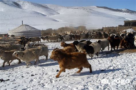 Мал амьтны эрүүл мэндийн тухай хуулийн нэмэлт өөрчлөлтийг баталлаа Hunnu Mn