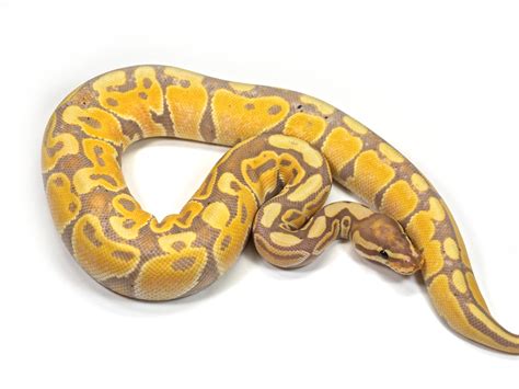 Banana Ball - Morph List - World of Ball Pythons
