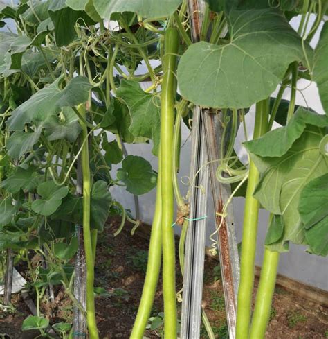 Bangladeshi Gourd Loggi Lauki Bash Lau Pani Kodu Doodhi 5 Seeds