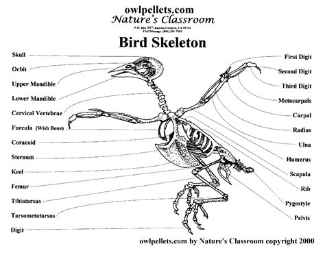Bird Anatomy Diagram Bone Joints