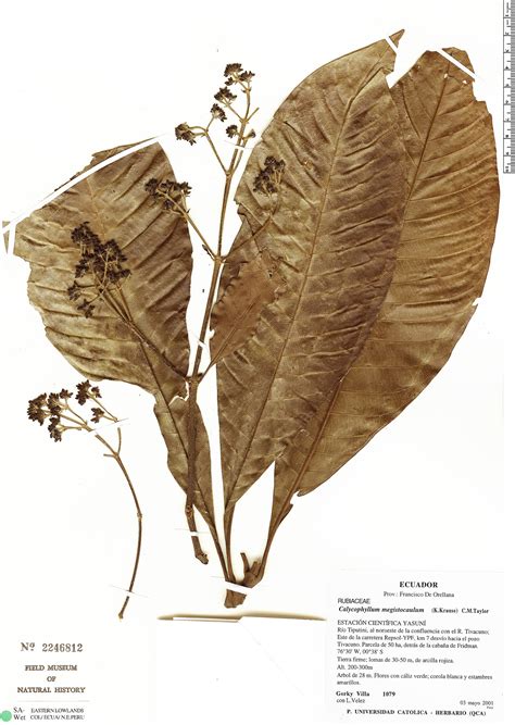 Calycophyllum Megistocaulum Rapid Reference The Field Museum
