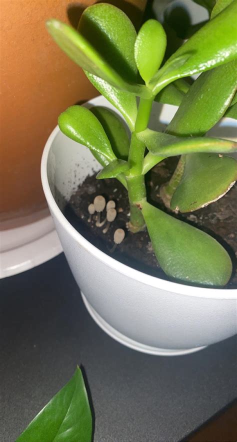 Should I Be Concerned About These Growths Rplantclinic
