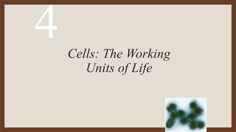 Chapter 4 Powerpoint Pptx