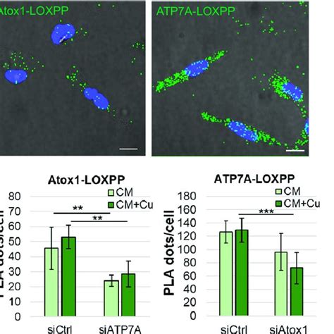Plas Reveal Proximity And Interdependence Between Atox1 Atp7a And Download Scientific Diagram