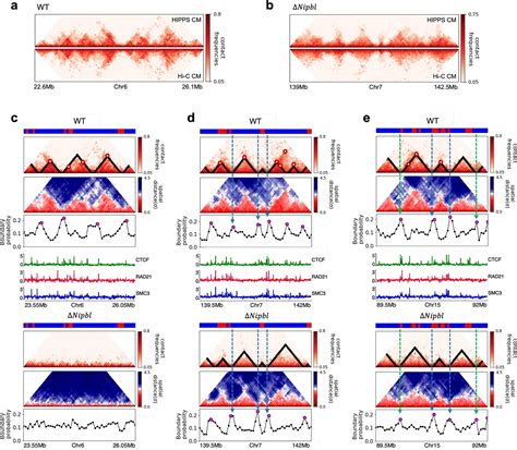 Structural Basis For The Preservation Of A Subset Of Topologically Associating Domains In