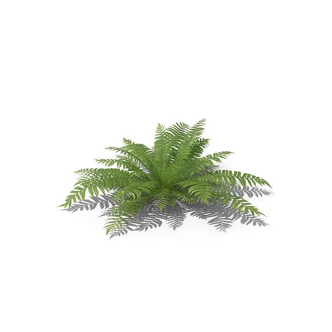 Fern Png Images And Psds For Download Pixelsquid
