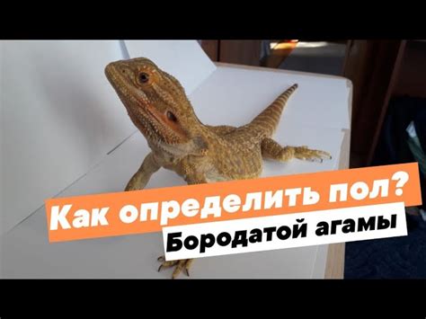 Как отличить мальчика от девочки у бородатых агам 81 фото