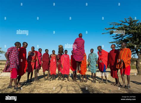 Young Maasai Men Performing A Traditional Jumping Dance In The Masai