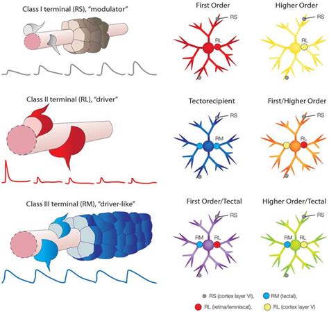 Schematic Summary Of Synaptic Terminals Types And Their Arrangements In