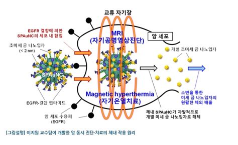 고려대 이지원 교수 연구팀 초상자성 금 단백질 나노입자 융합체 개발