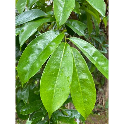 Jual Daun Sirsak Segar Daun Sirsak Herbal Per 100 Lembar Shopee