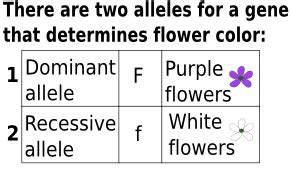 If An Allele Is Dominant Then