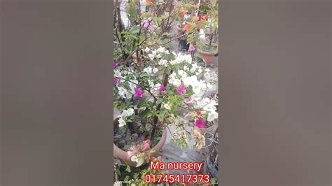 দশ কালার বাগান বিলাস ফুল গাছ এক গাছে Shortvideo বাগান বিলাস ফুল গাছ Flowers Viral Love Tree