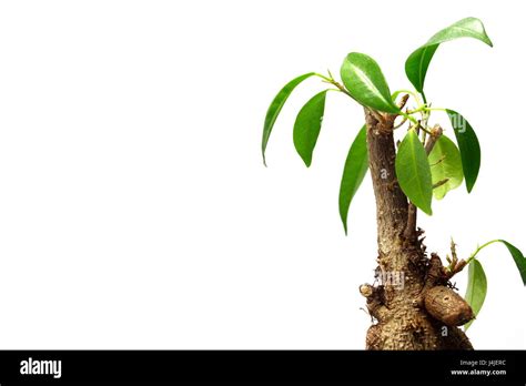 White Fig Tree Cut Out Stock Images And Pictures Alamy