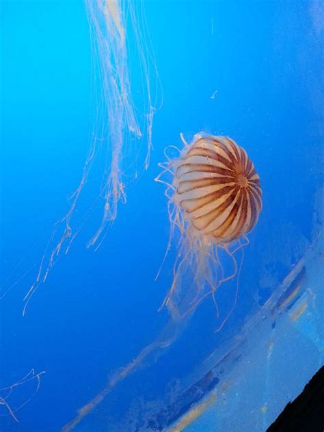 行行攝攝 妖嬈的水下生物水母 每日頭條