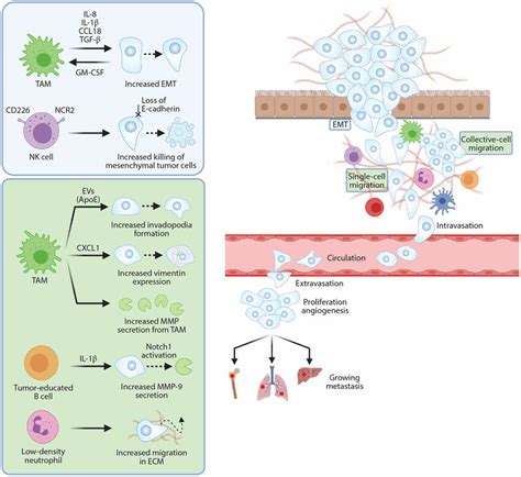 The Role Of Immune Cells In Cancer Cell Migration Left The Download Scientific Diagram