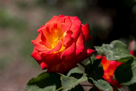 Rosa L Plants Of The World Online Kew Science