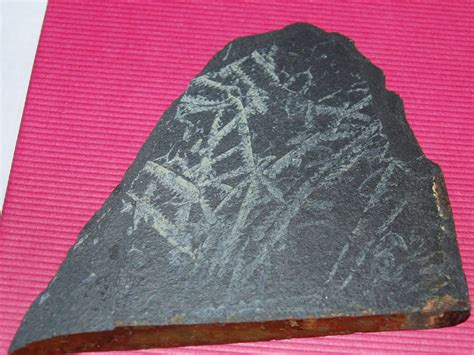 Ragged Robins Nature Notes Fossils Part 3 Graptolites And Stromatolites Cotham Marble