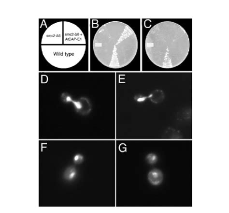 Functional Complementation Of The Yeast Smc2 6 Temperature Sensitive