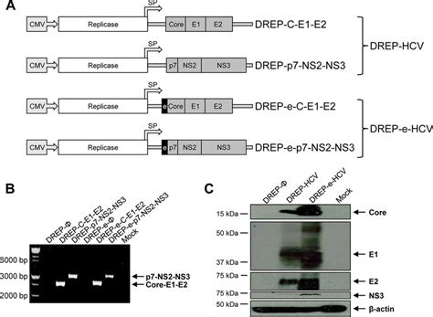 Generation And Analysis Of Hcv Protein Expression Of The Different