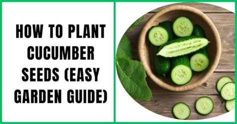How To Plant Cucumber Seeds Easy Garden Guide Plantvilacom