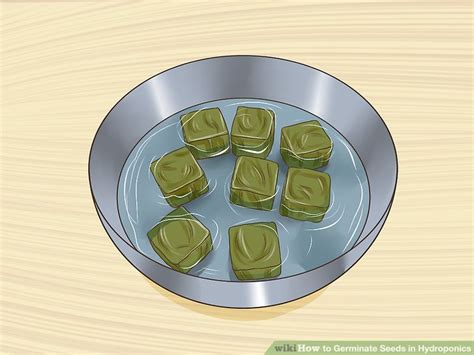 How To Germinate Seeds In Hydroponics 6 Steps With Pictures