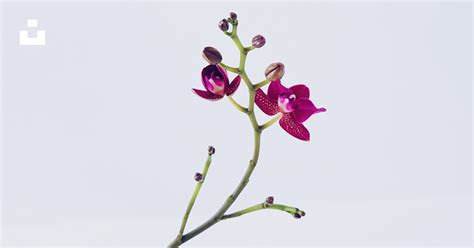 Flor Rosada Con Hojas Verdes Foto Imagen De Rumania Gratuita En Unsplash