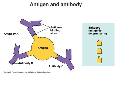 Ppt Applied Immunology Powerpoint Presentation Id 1101966